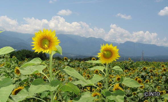 JTB USA A Journey to Explore the Charms of Yamanashi (4days/3nights)